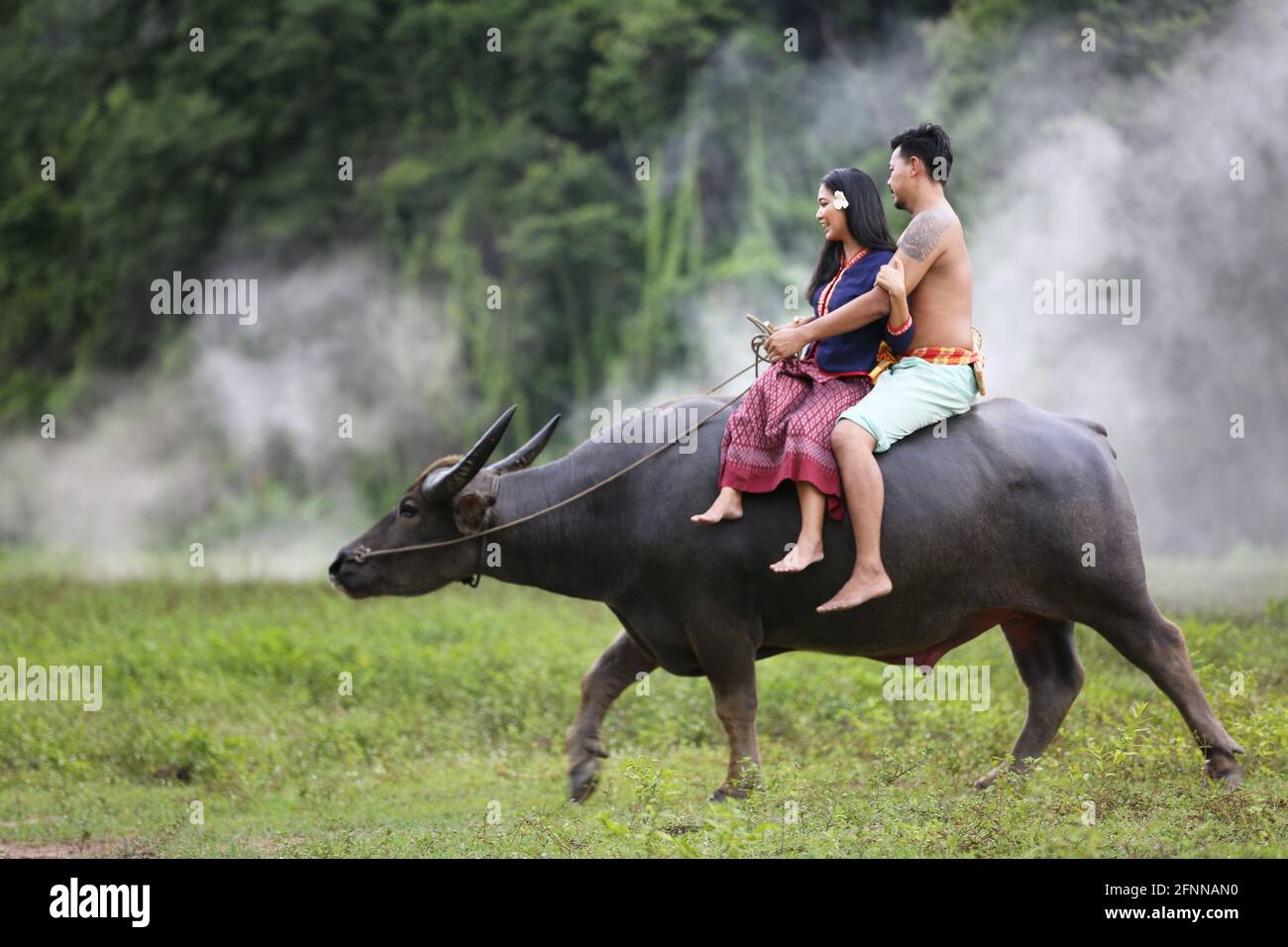 Couple Thai farmers family happiness time riding on buffalo on the ...
