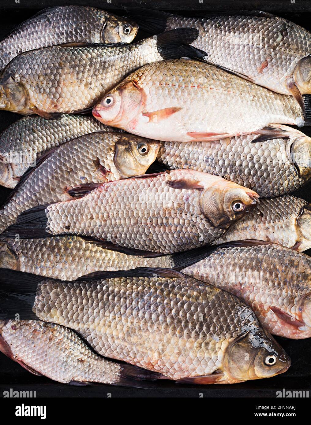 The raw crucians fish, live raw fish, crucian carp close-up. Top view ...