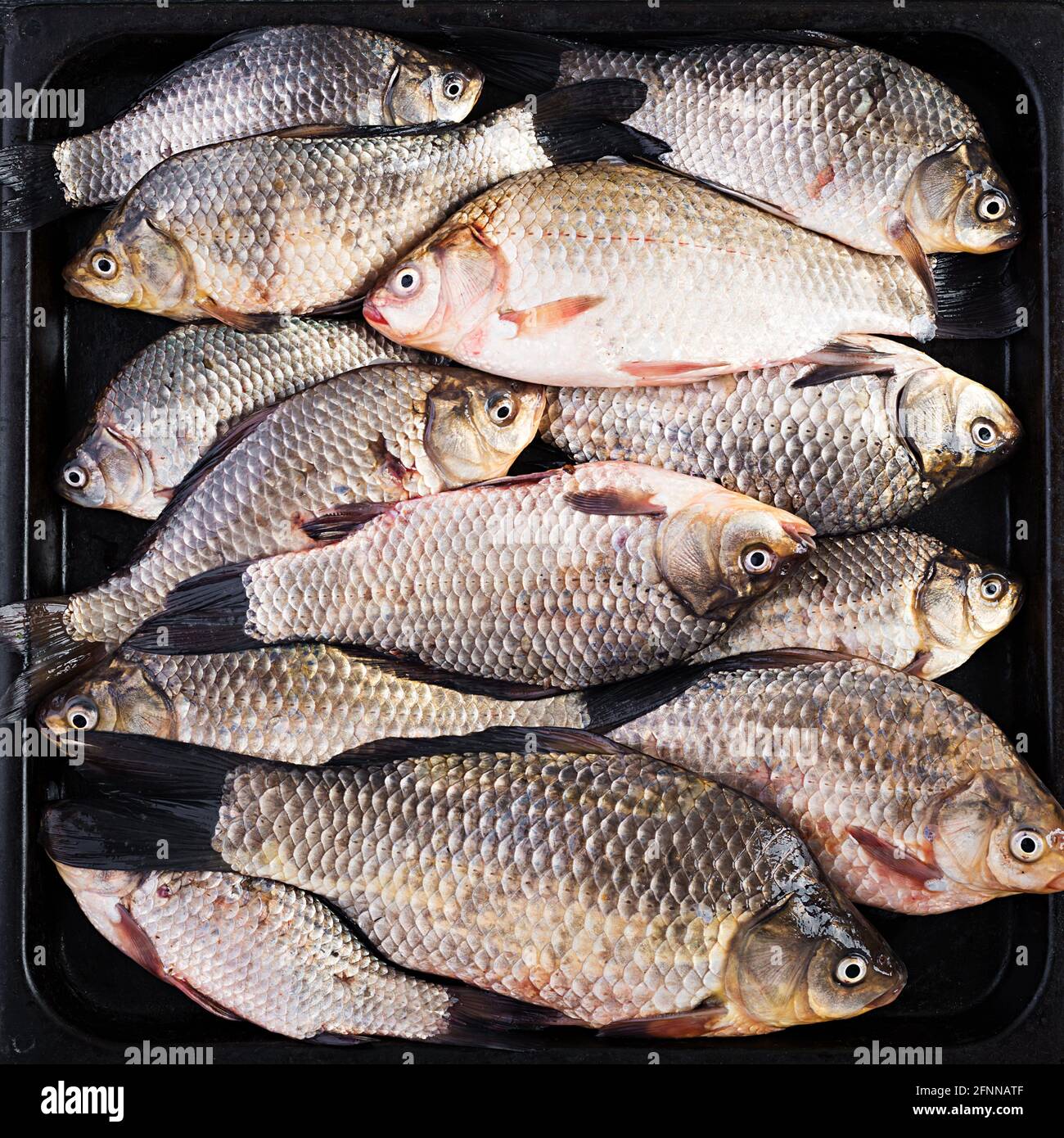 The raw crucians fish, live raw fish, crucian carp close-up. Top view ...