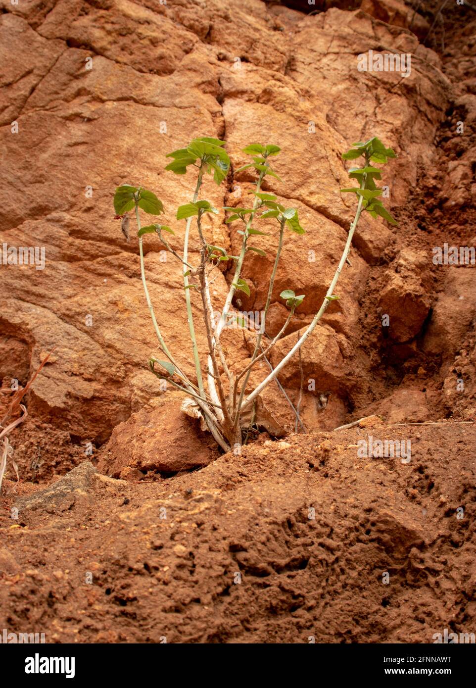 Isolated small tree growing in concrete holes showing the power of ...