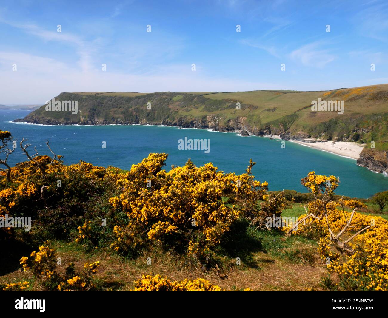 Gorse blooms hi-res stock photography and images - Alamy