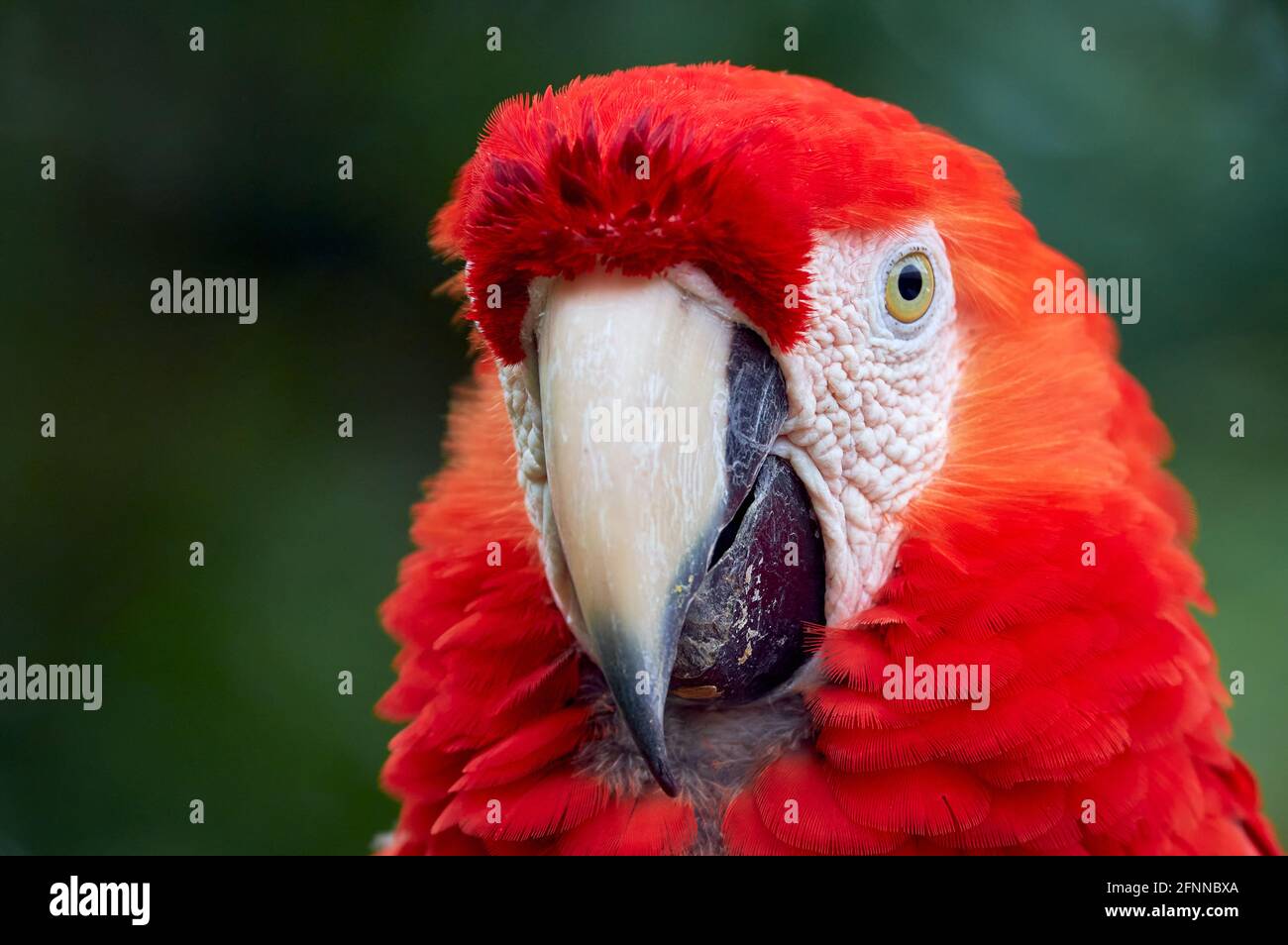 Close-up portrait of red macaw Stock Photo - Alamy
