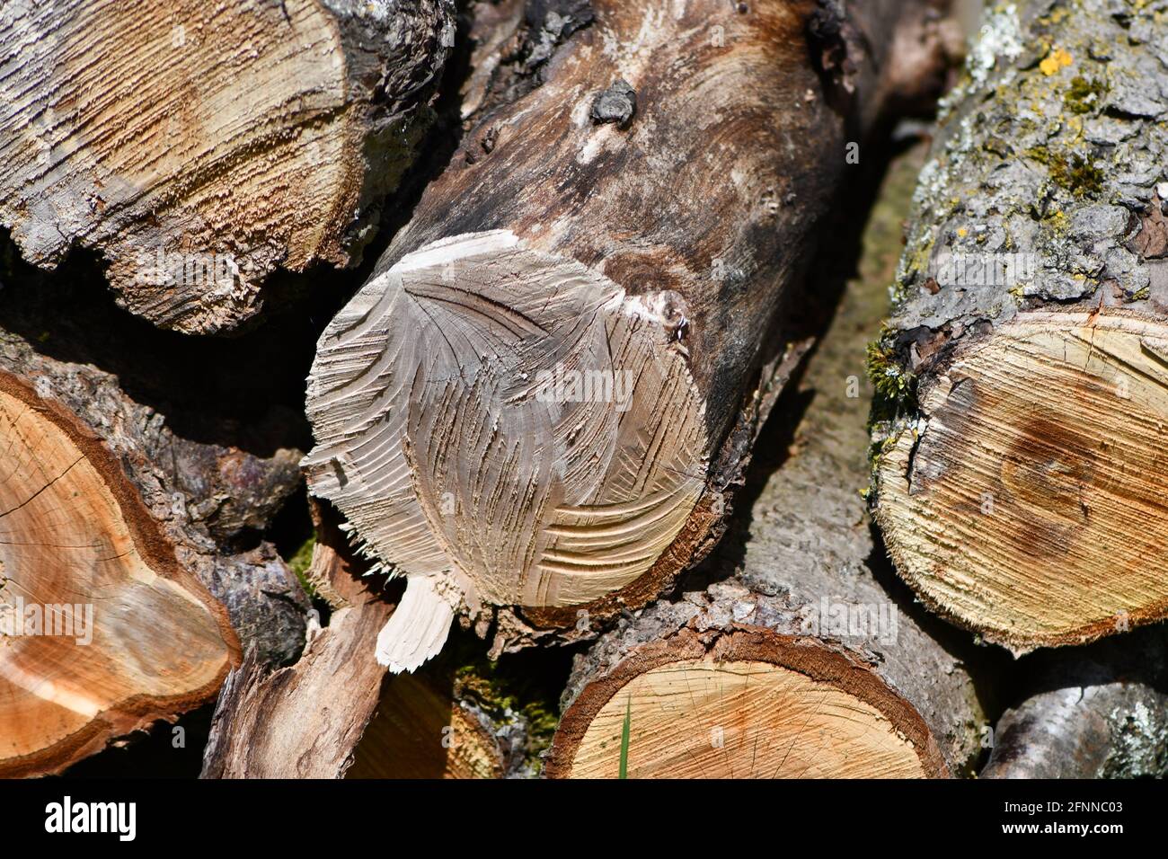 apple and pear tree logs after a trim Stock Photo - Alamy