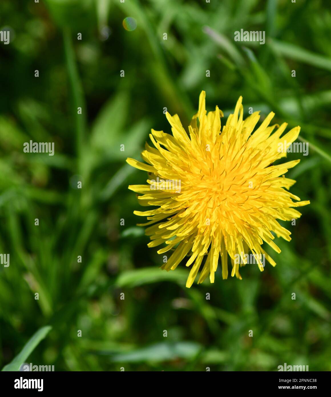 Single yellow flowering dandelion Stock Photo - Alamy