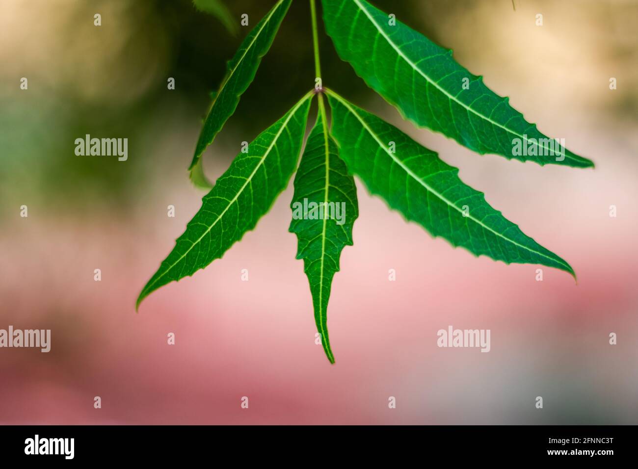 Neem background hi-res stock photography and images - Alamy