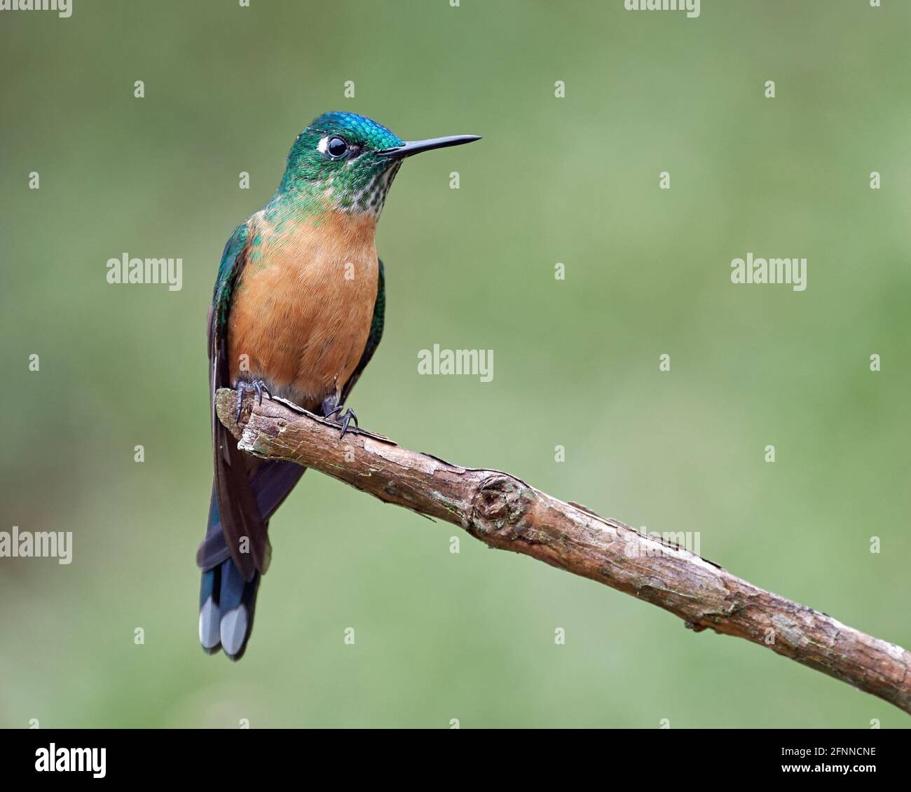 Female long tailed sylph ecuador hi-res stock photography and images ...