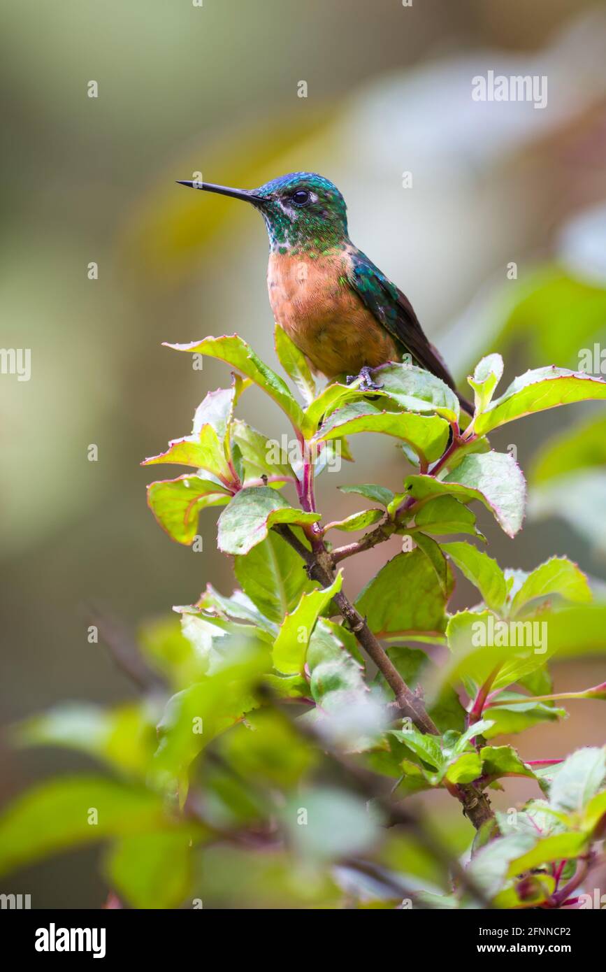 Female long tailed sylph ecuador hi-res stock photography and images ...