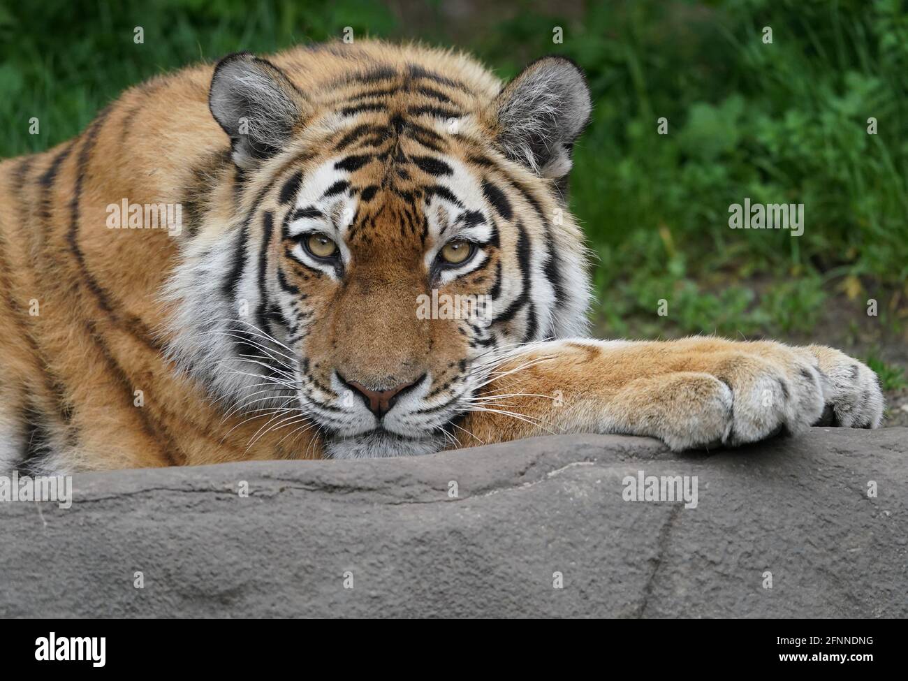 Hamburg, Germany. 18th May, 2021. A Siberian tiger lies in its ...