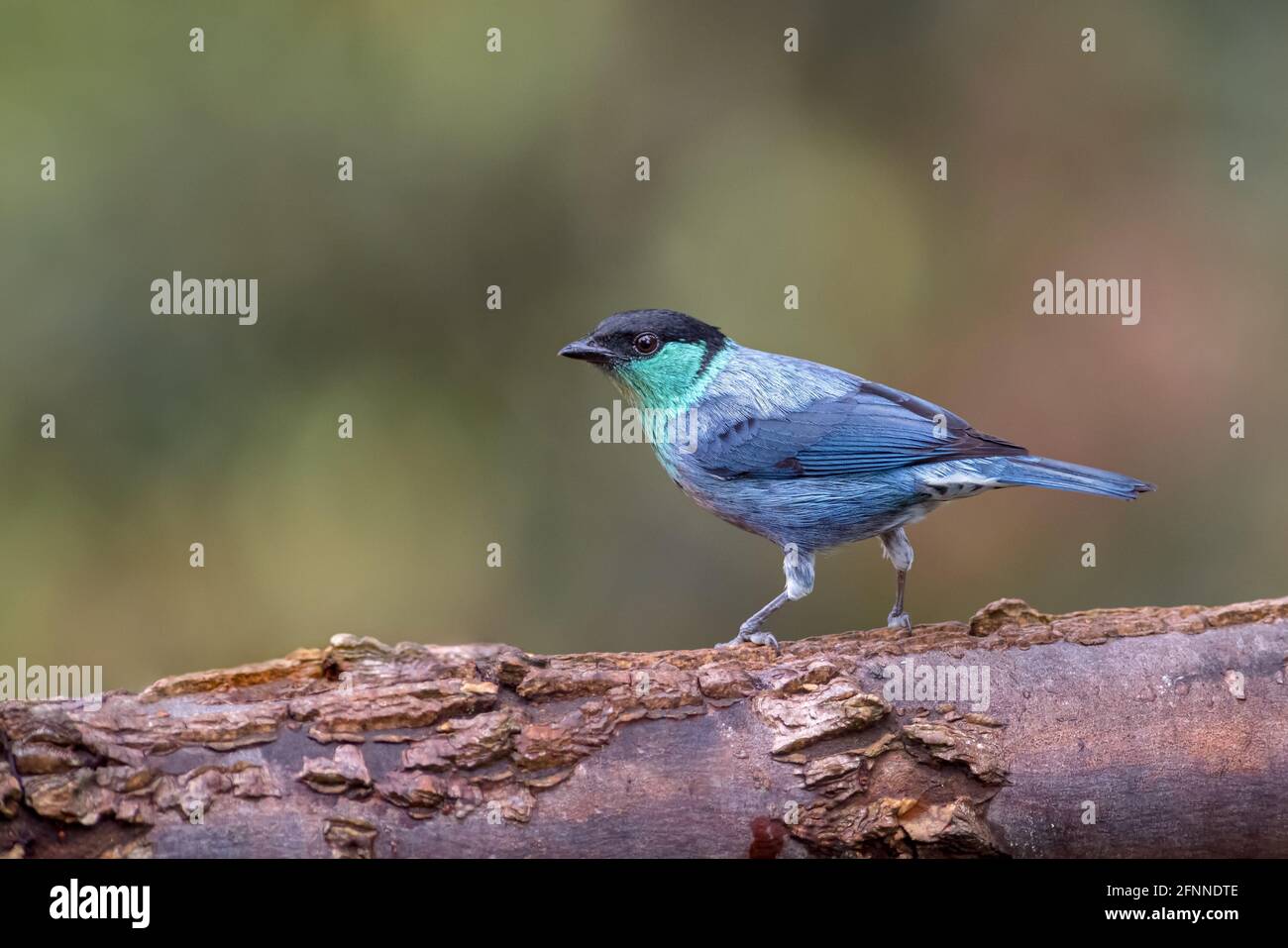 Black capped tanager colombia hi-res stock photography and images - Alamy