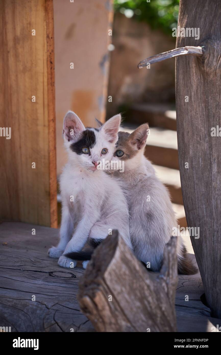 Small tiny cat hi-res stock photography and images - Alamy