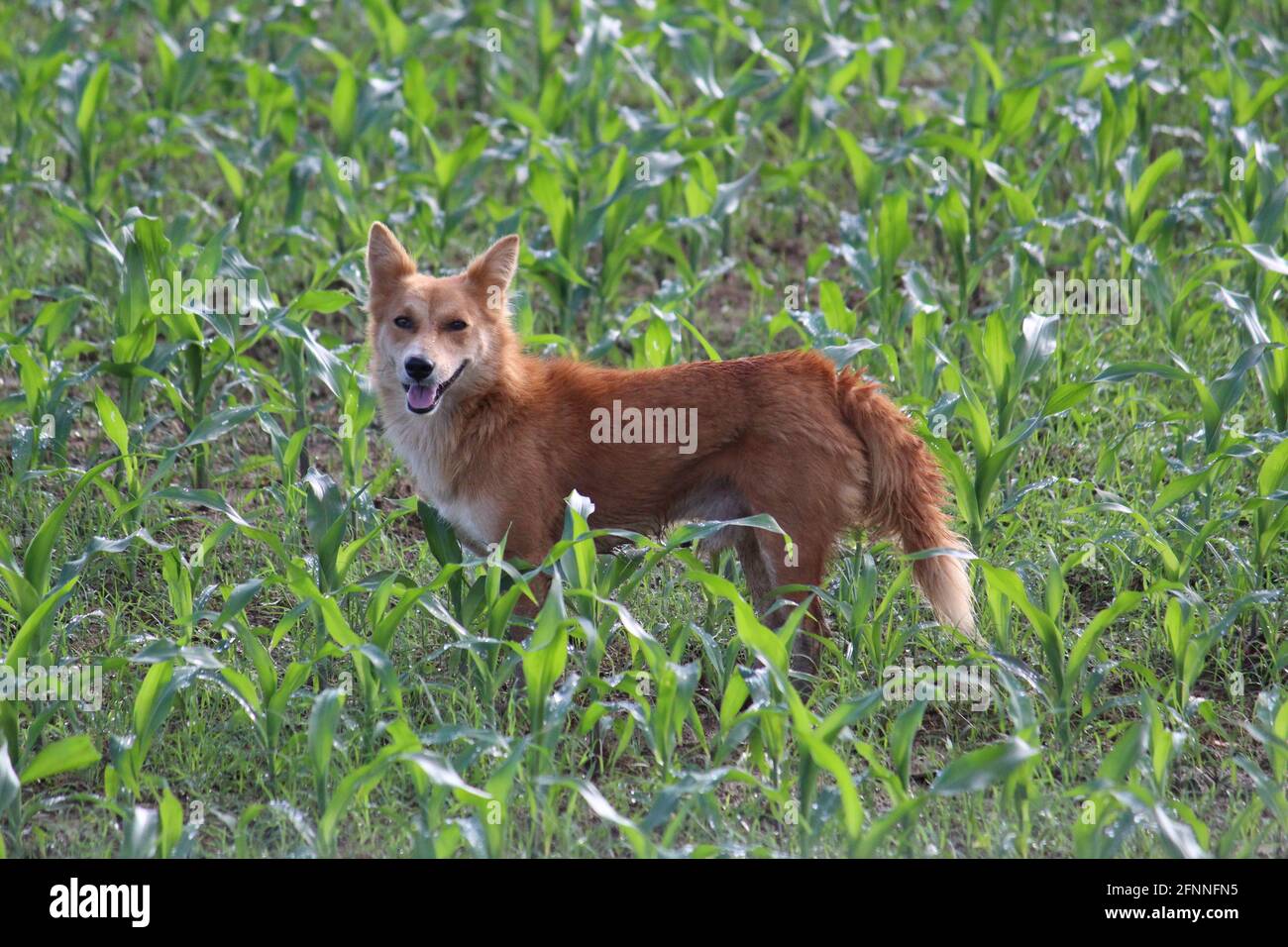 Selective focus of a furry farm dog on a young corn plantation Stock ...