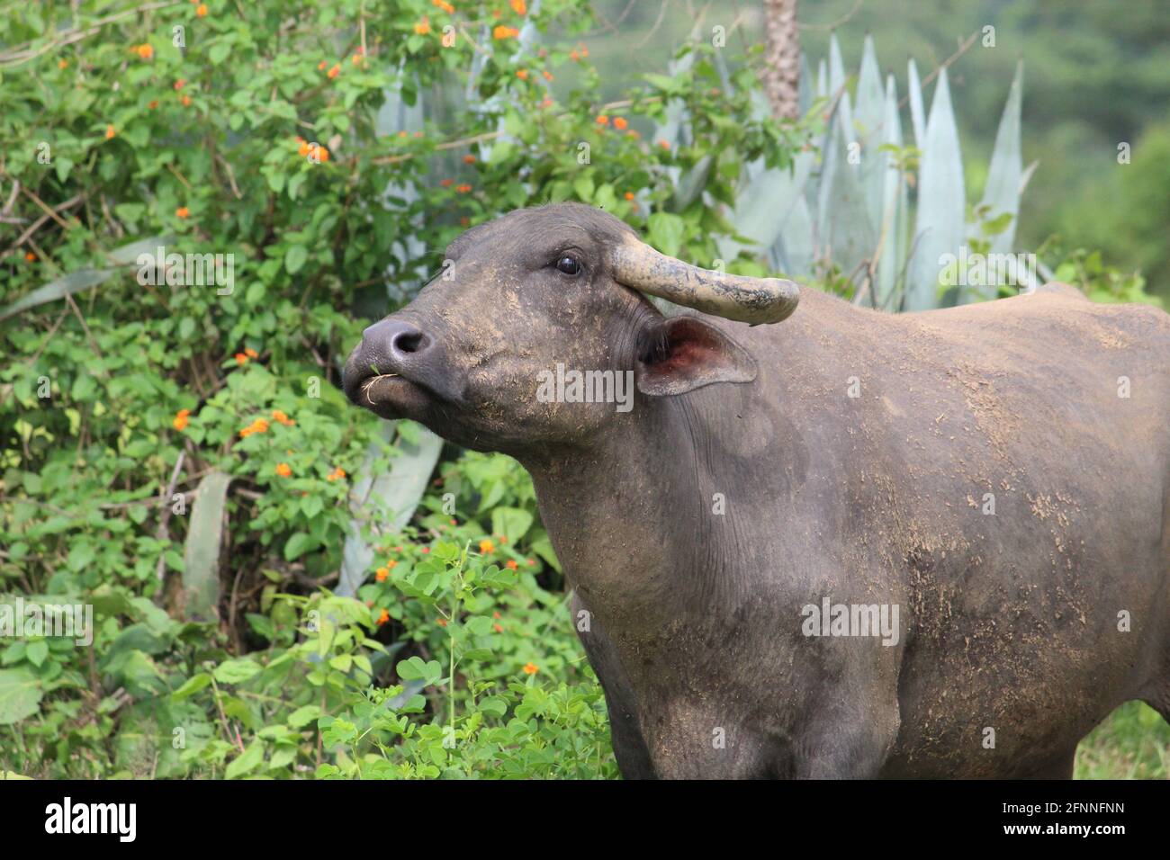 Carabao farming hi-res stock photography and images - Alamy