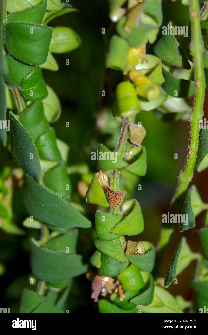 a nice close-up of a Ficus Benjamina Barok Stock Photo - Alamy