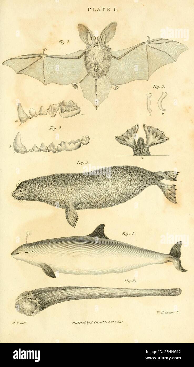 Classification animals hi-res stock photography and images - Alamy