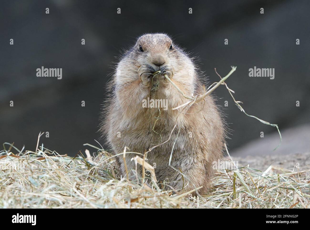 Hamburg, Germany. 18th May, 2021. A prairie dog eats in the prairie dog ...
