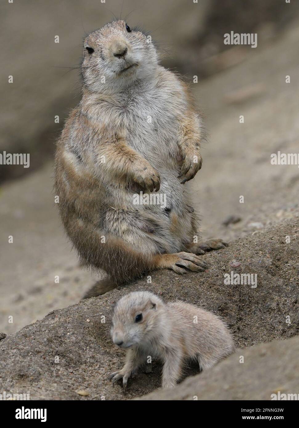 Hamburg, Germany. 18th May, 2021. A baby prairie dog (below) and a ...