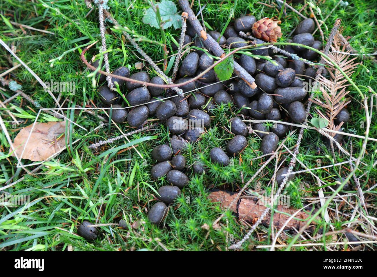 Deer droppings in forest. Doe poop (female deer) in Beskidy mountains ...