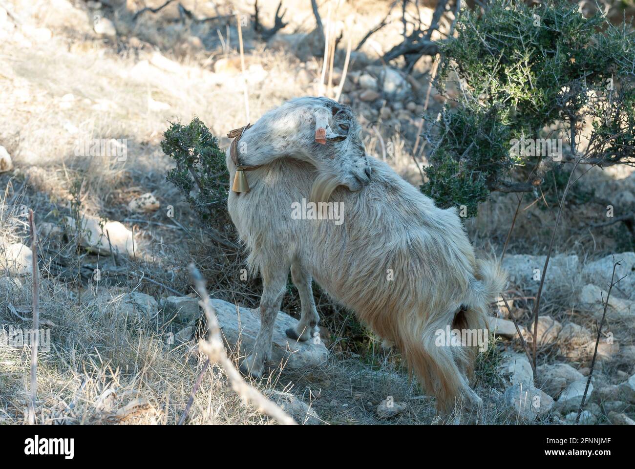 Goat on a path to the Baths of Aphrodite, Akamas Peninsula, Cyprus ...