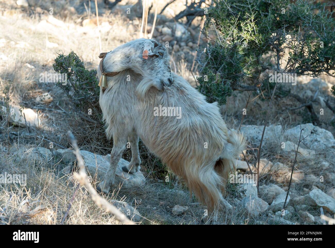 Goat on a path to the Baths of Aphrodite, Akamas Peninsula, Cyprus ...