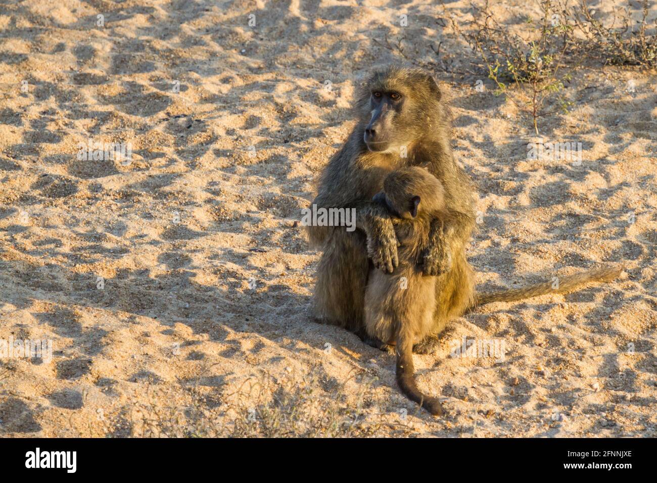 Chacma baboon mother (Papio ursinus) embracing and hugging baby sitting ...