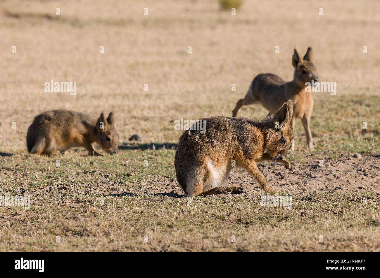 Patagonian cavi hi-res stock photography and images - Alamy