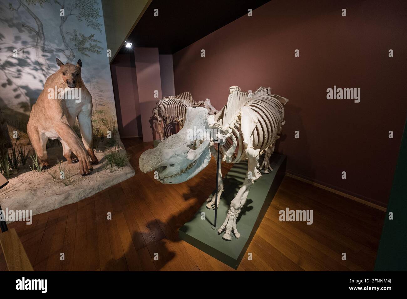 Museum Natural History, Basel, Switzerland Stock Photo - Alamy