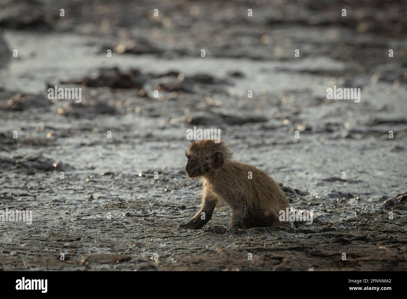 With temperatures over 40 degrees, the sticky mud could've easily ...