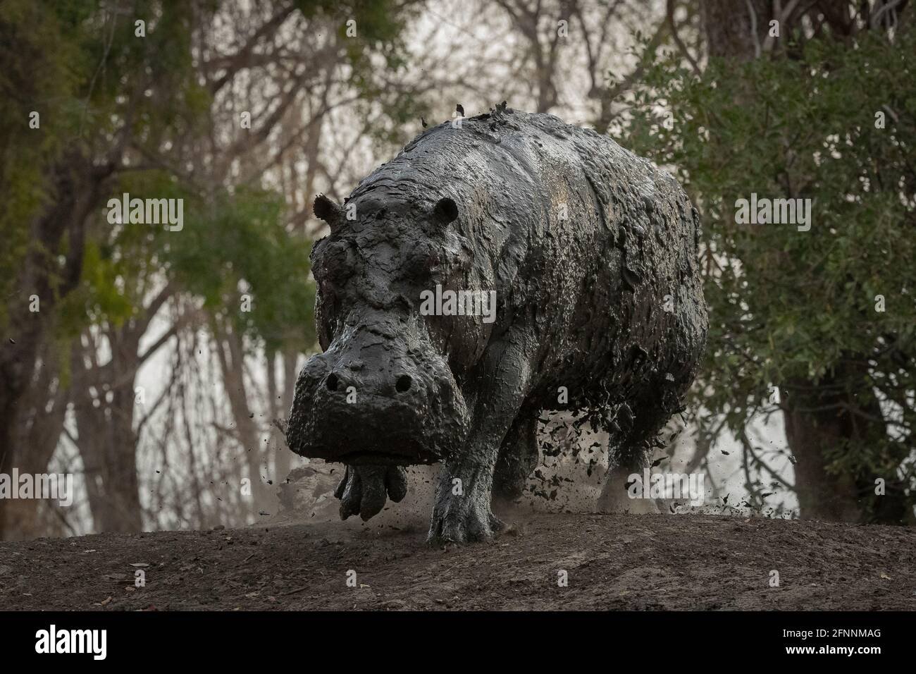 Nuremberg photographer Jens Cullmann was almost hurt trying to rescue ...