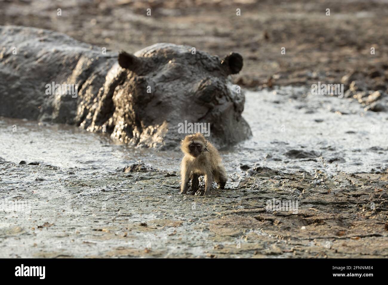 This monkey was moments away from a hippo mauling, before it was ...