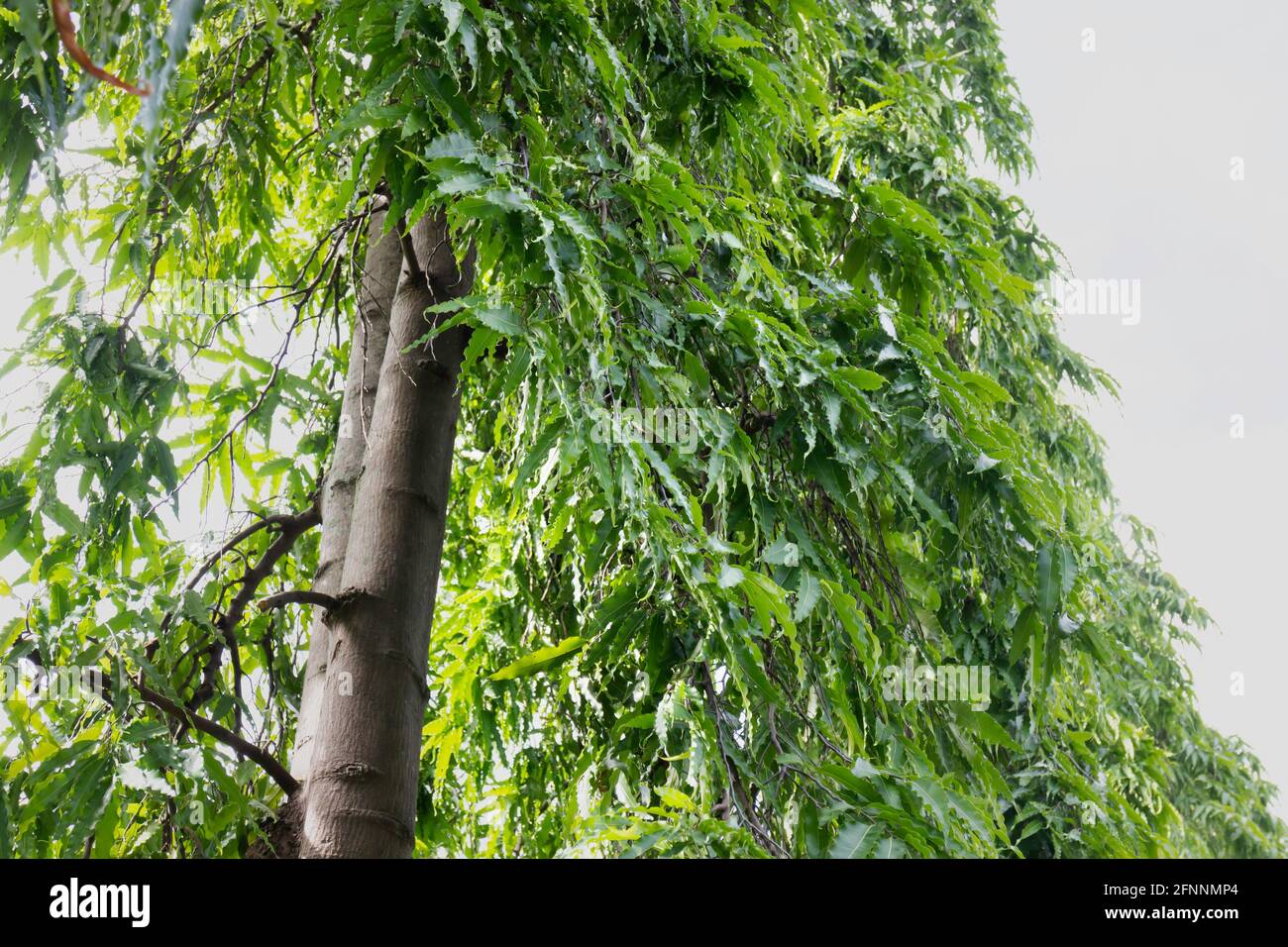 Overgrown with various trees deciduous, stock photo Stock Photo - Alamy