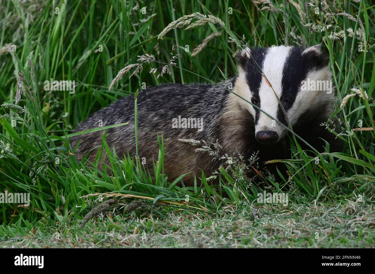 Badger sett dorset hi-res stock photography and images - Alamy