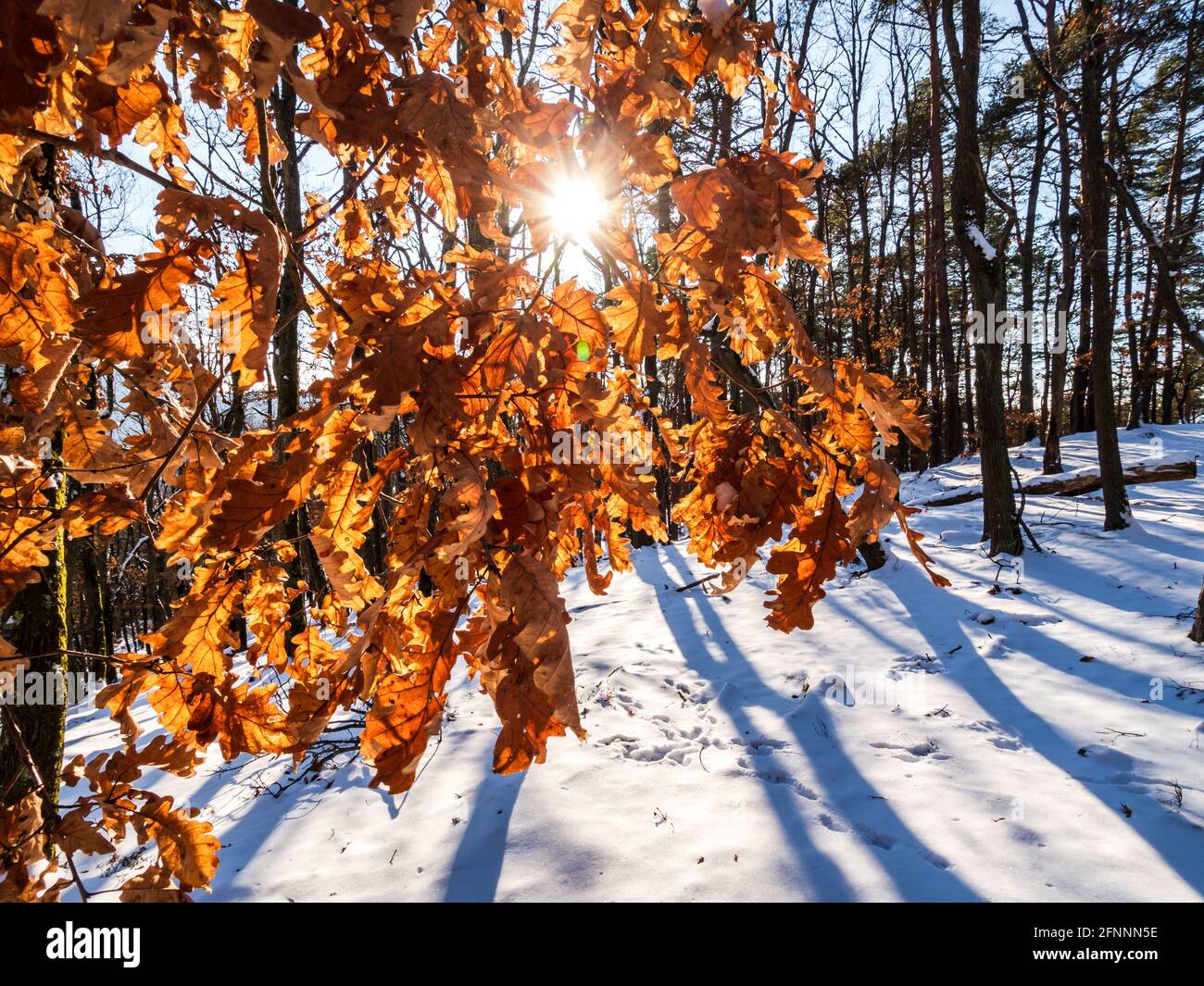 Stunning beautiful winter forest. The wildest white snow in the Vosges ...