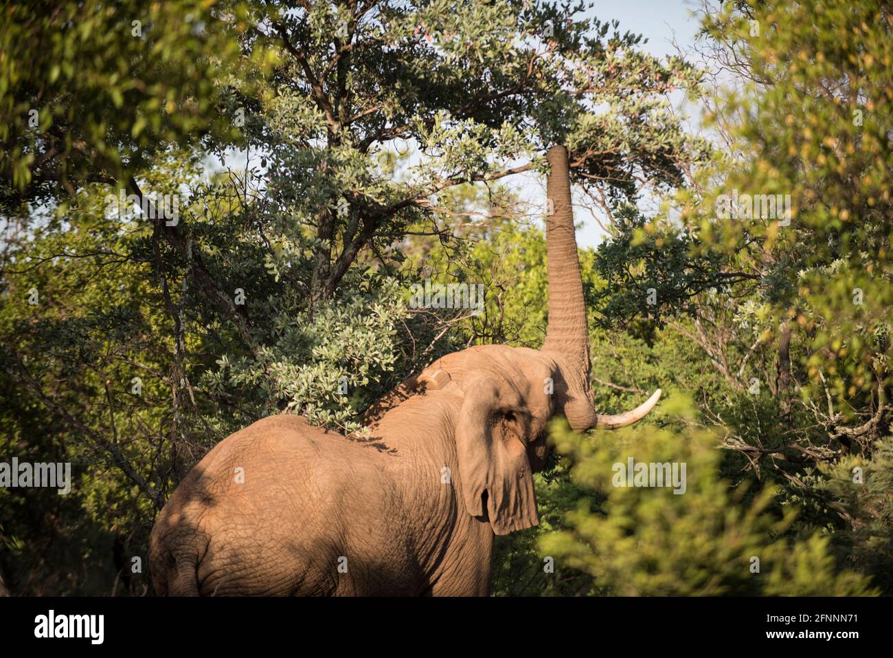 Elephant pulling trees hi-res stock photography and images - Alamy