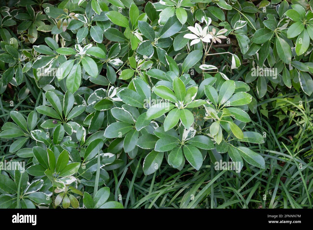 Green outdoors garden plants in resort, stock photo Stock Photo - Alamy