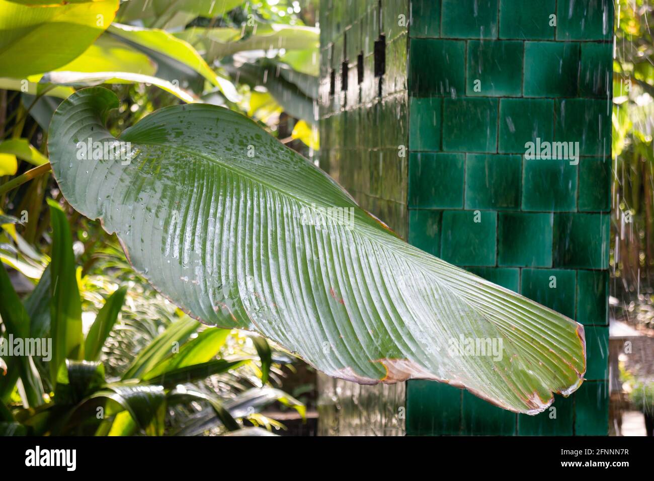 Green outdoors garden plants in resort, stock photo Stock Photo - Alamy
