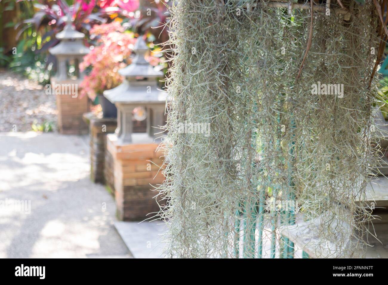 Green outdoors garden plants in resort, stock photo Stock Photo - Alamy