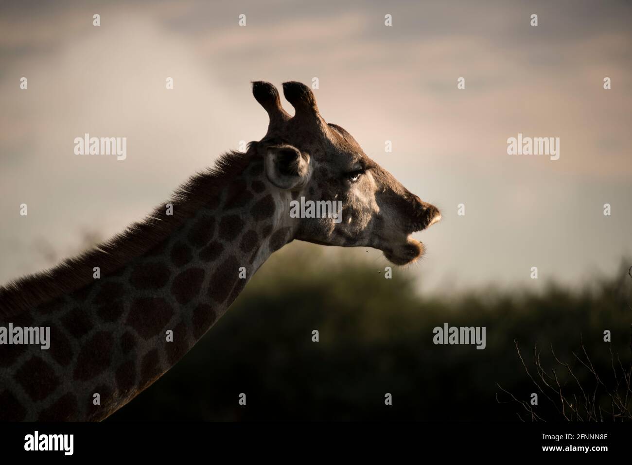 Head of female giraffe (Giraffe camelopardalis) in late afternoon light ...