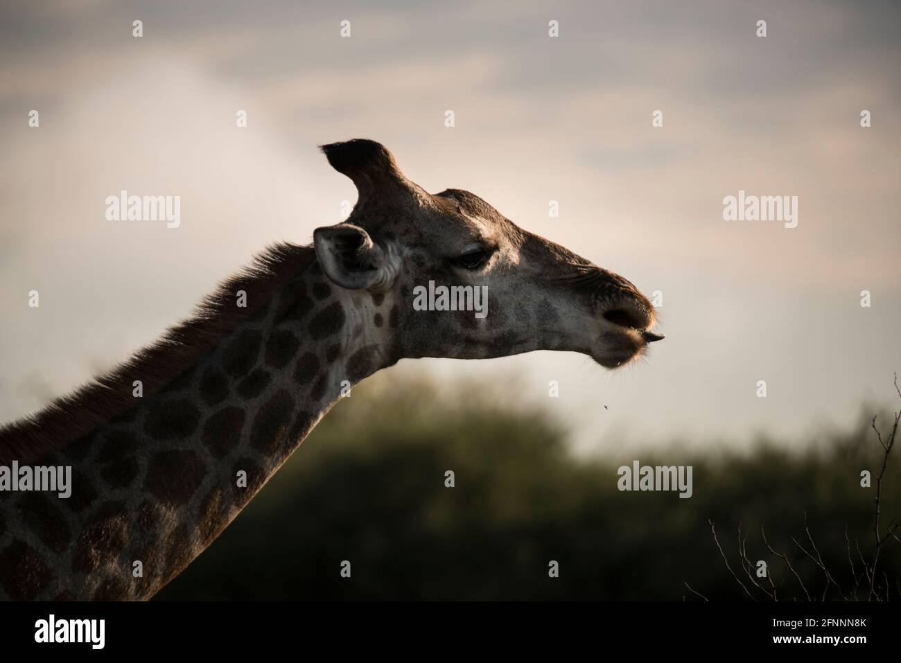 Female giraffe hi-res stock photography and images - Alamy