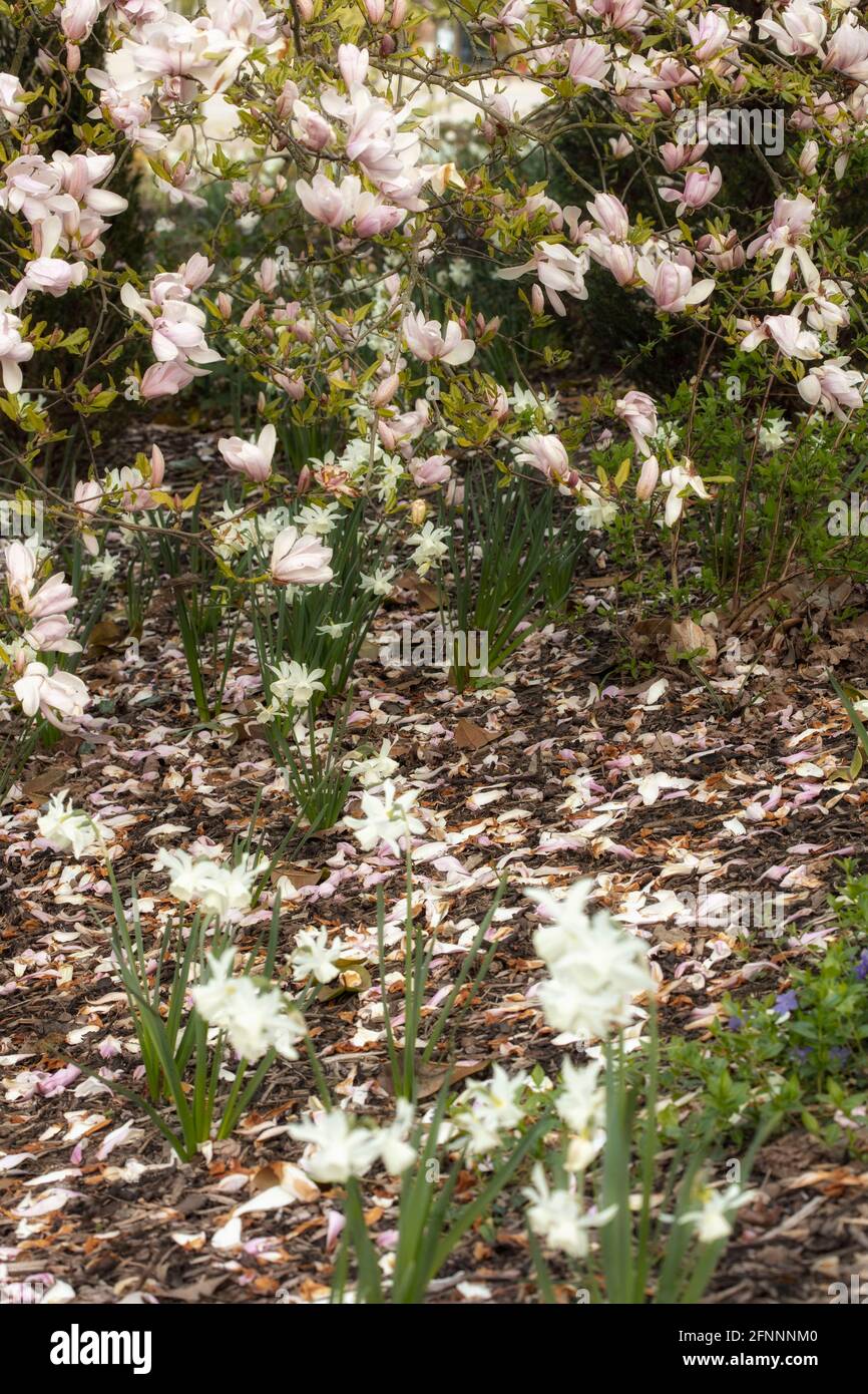 Magnolia – Pinkie in full flower, early spring Stock Photo - Alamy
