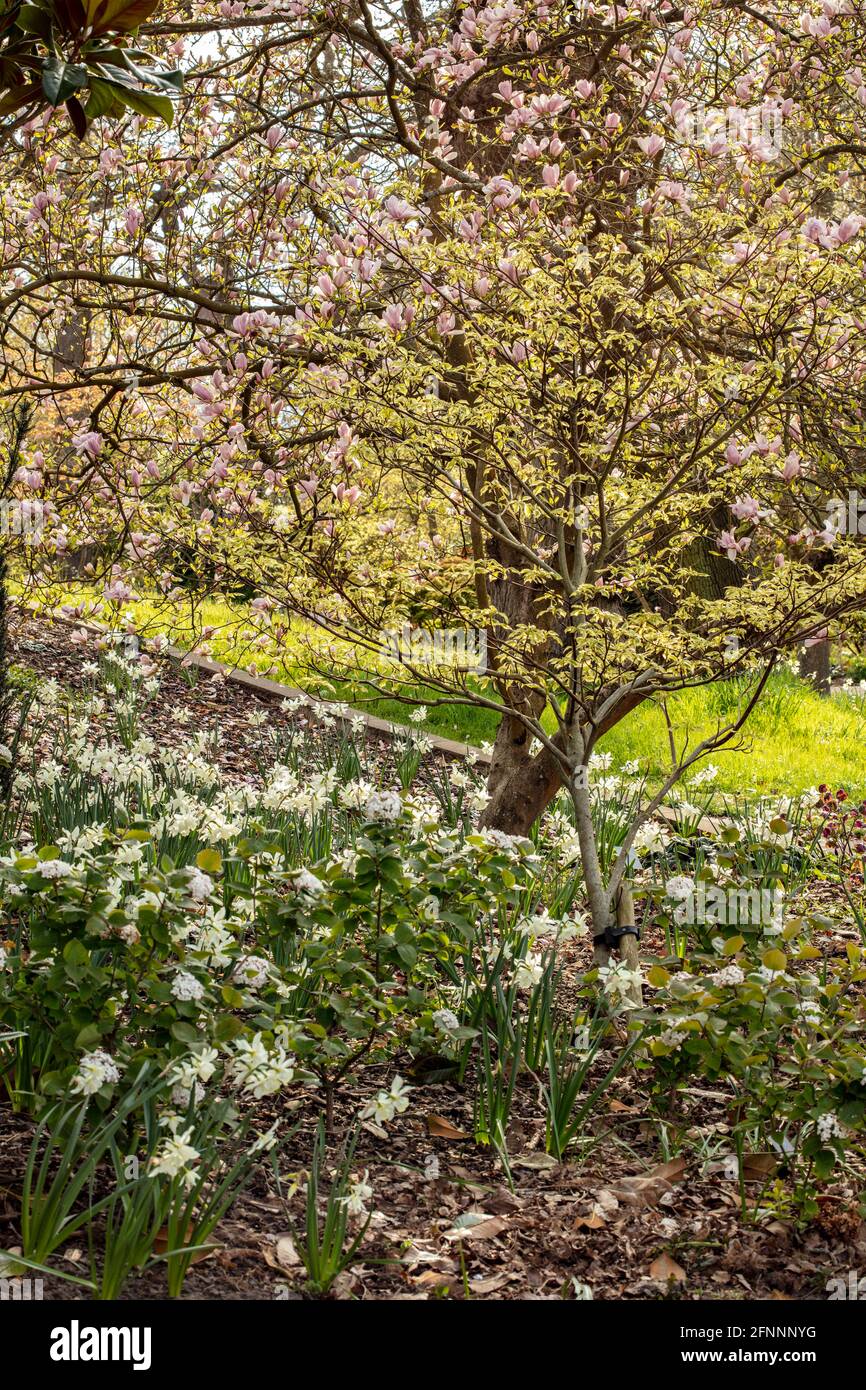Magnolia – Pinkie in full flower, early spring Stock Photo - Alamy