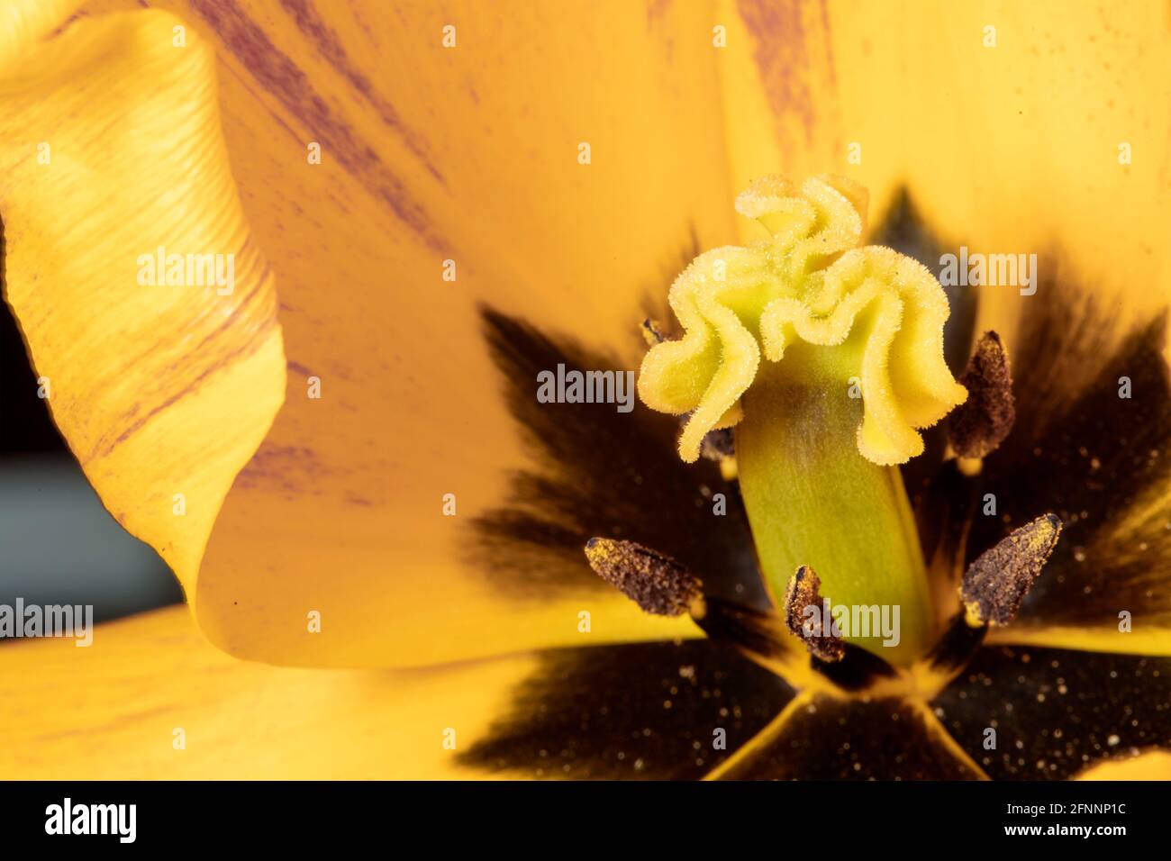 Natural very close-up of inside of garden tulip flower Stock Photo - Alamy