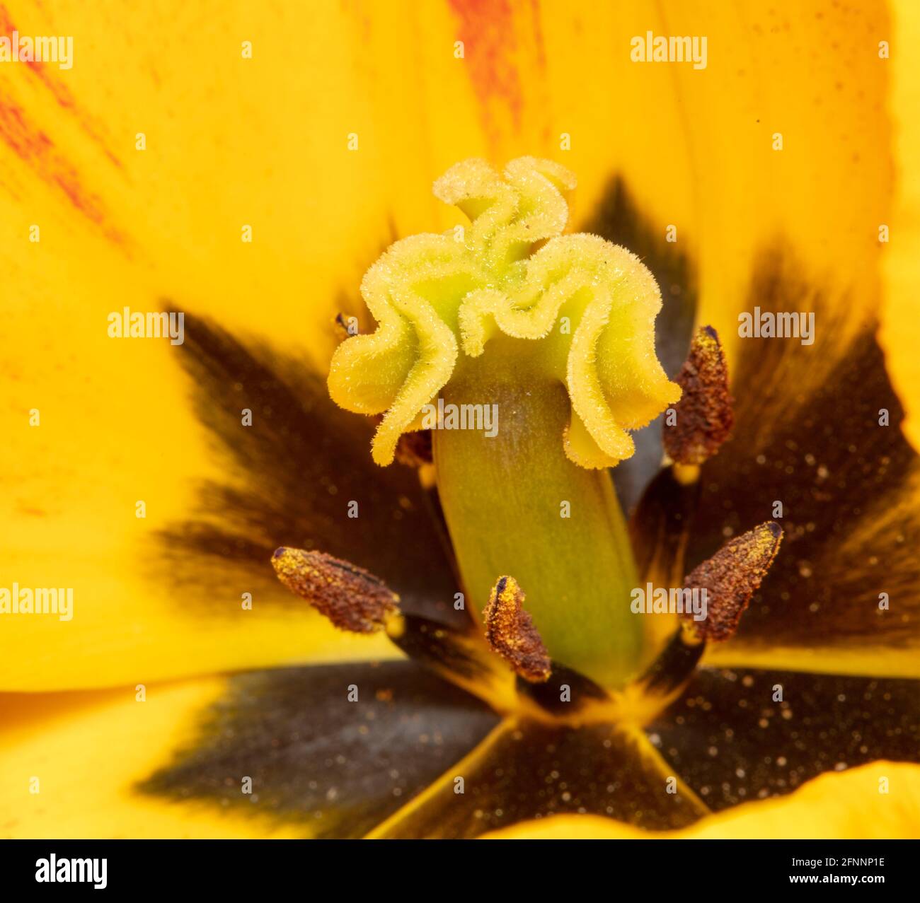 Macro photograph of tulip flower showing petals and reproductive organs ...