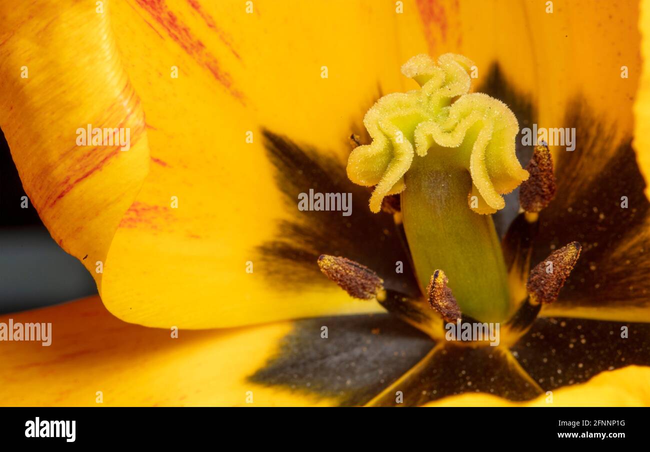 Macro photograph of tulip flower showing petals and reproductive organs ...