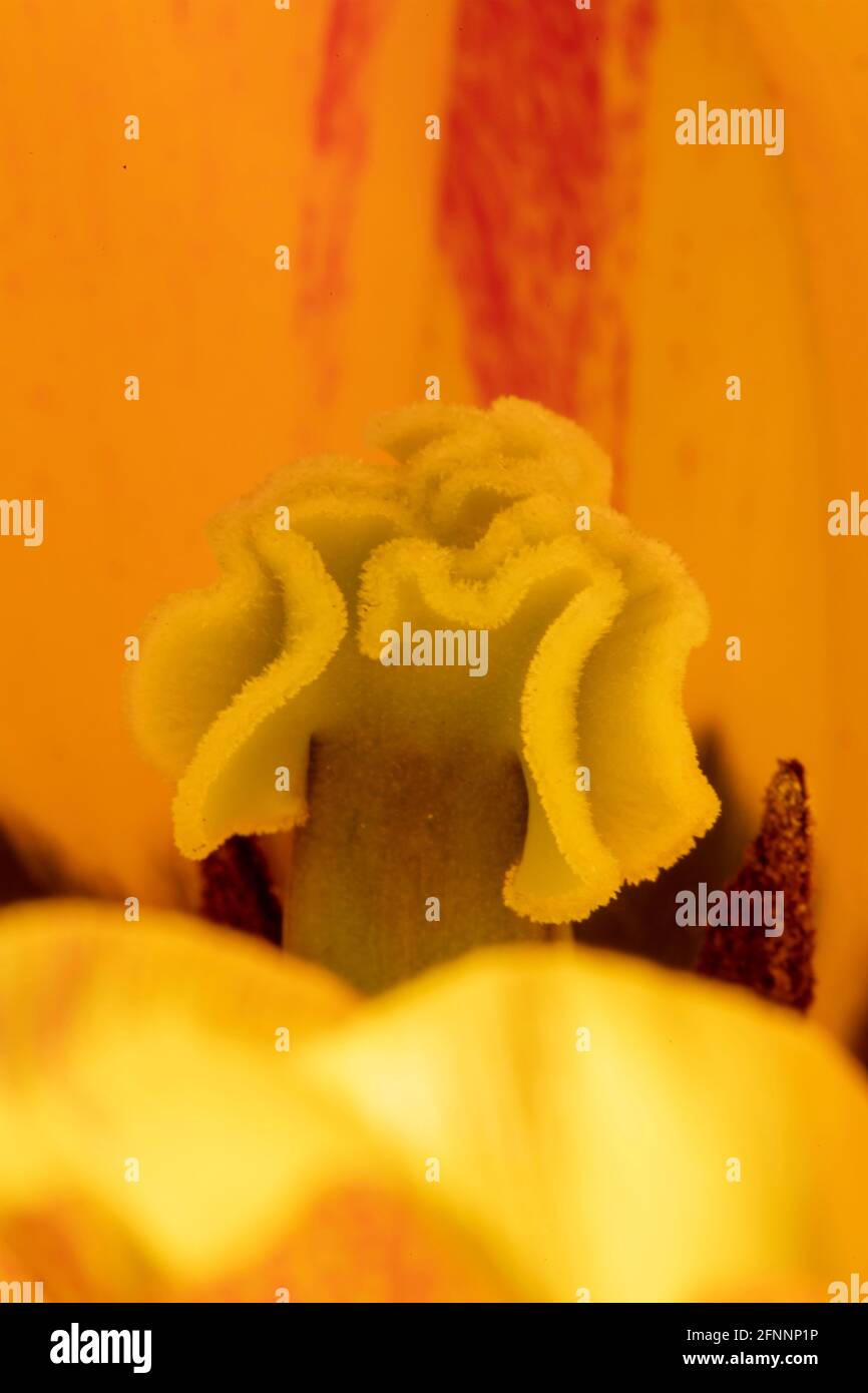 Macro photograph of tulip flower showing petals and reproductive organs ...
