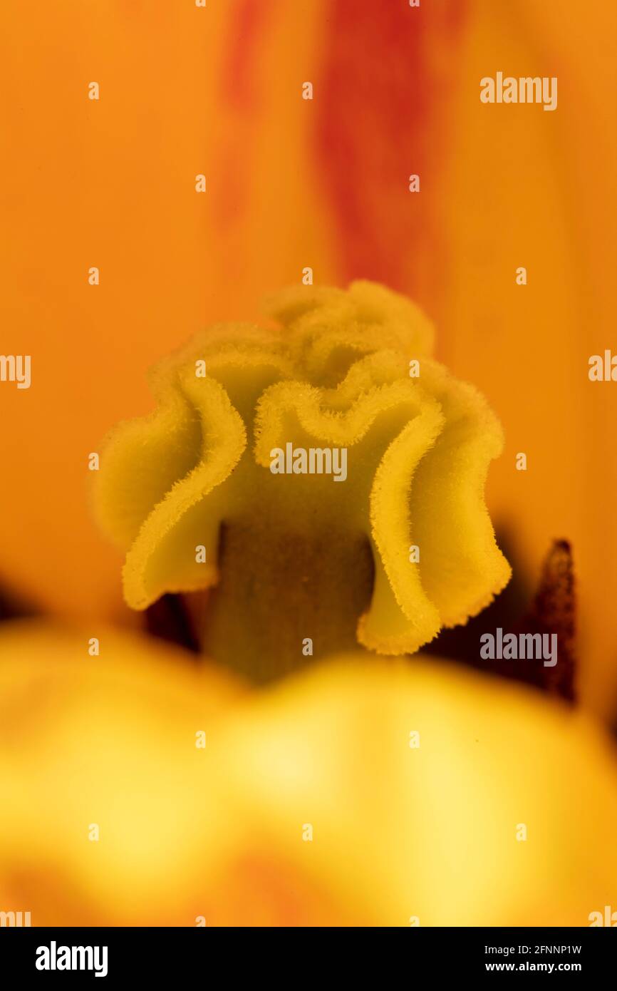 Macro photograph of tulip flower showing petals and reproductive organs ...