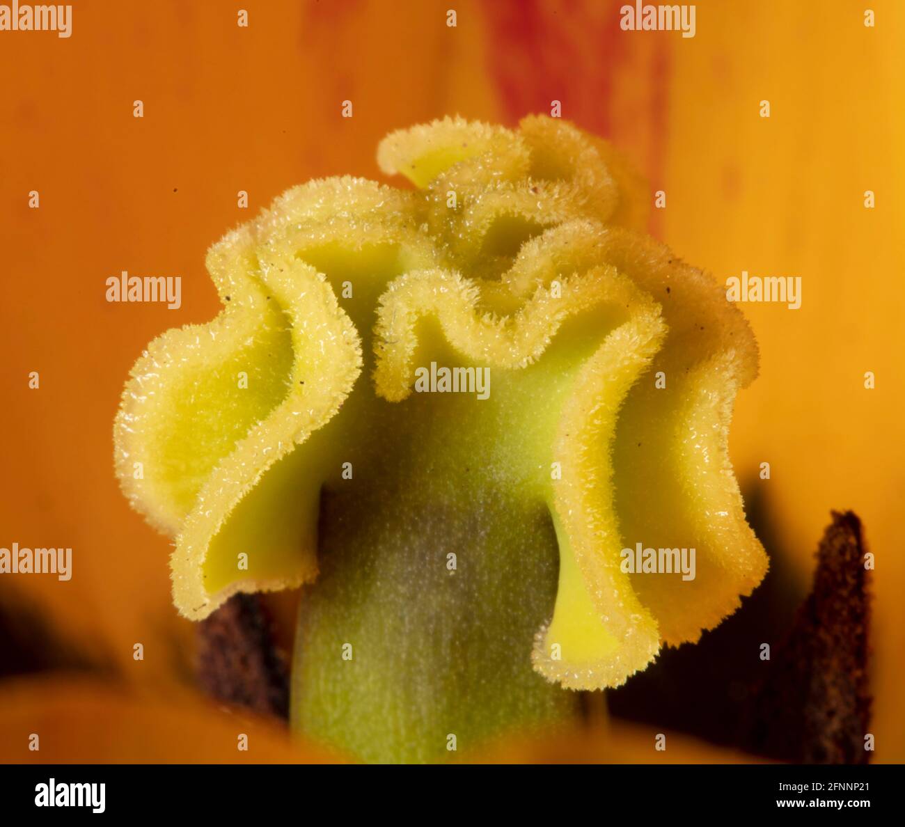 Macro photograph of tulip flower showing petals and reproductive organs ...