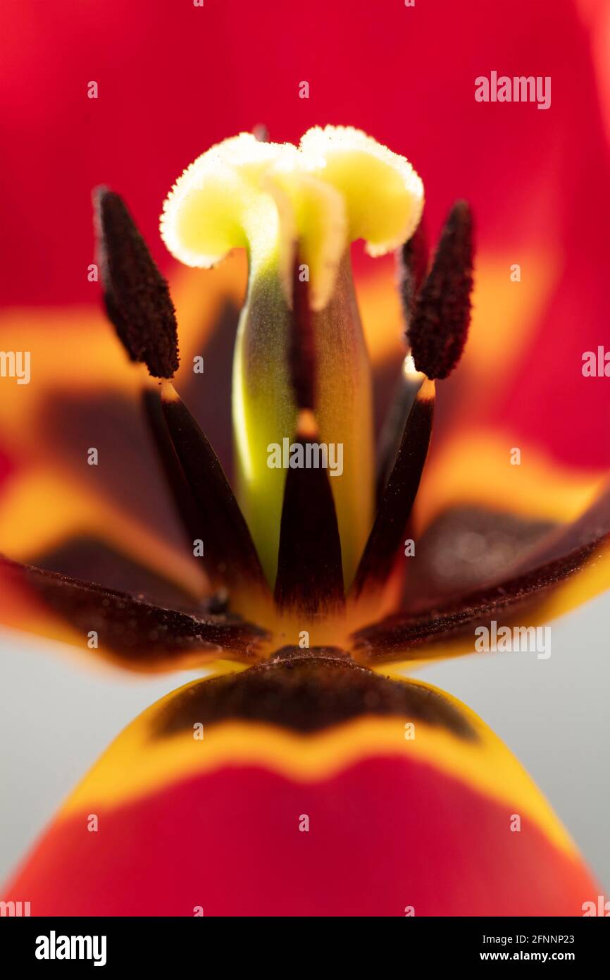 Macro photograph of tulip flower showing petals and reproductive organs ...