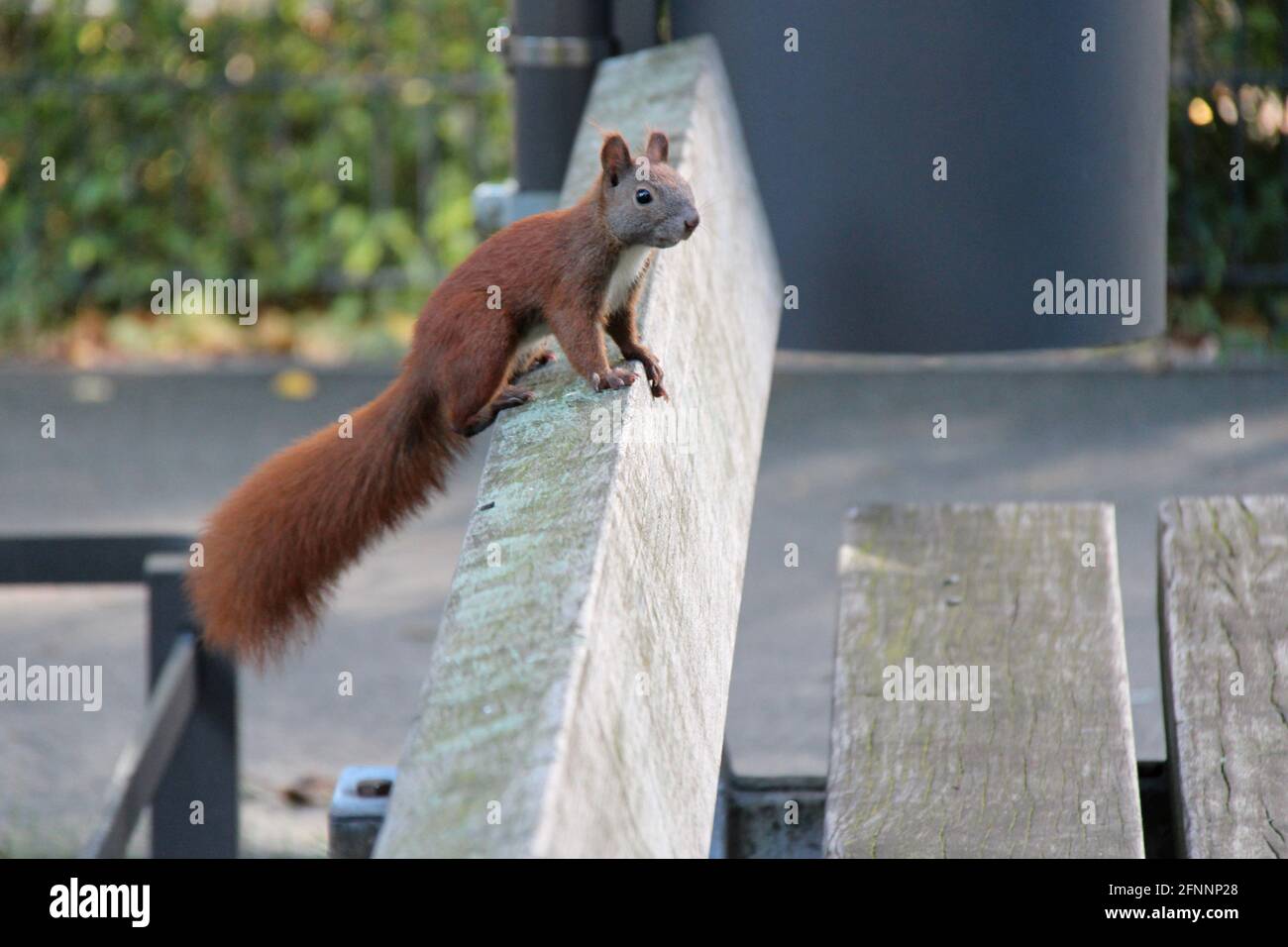 squirrel in berlin (germany Stock Photo - Alamy