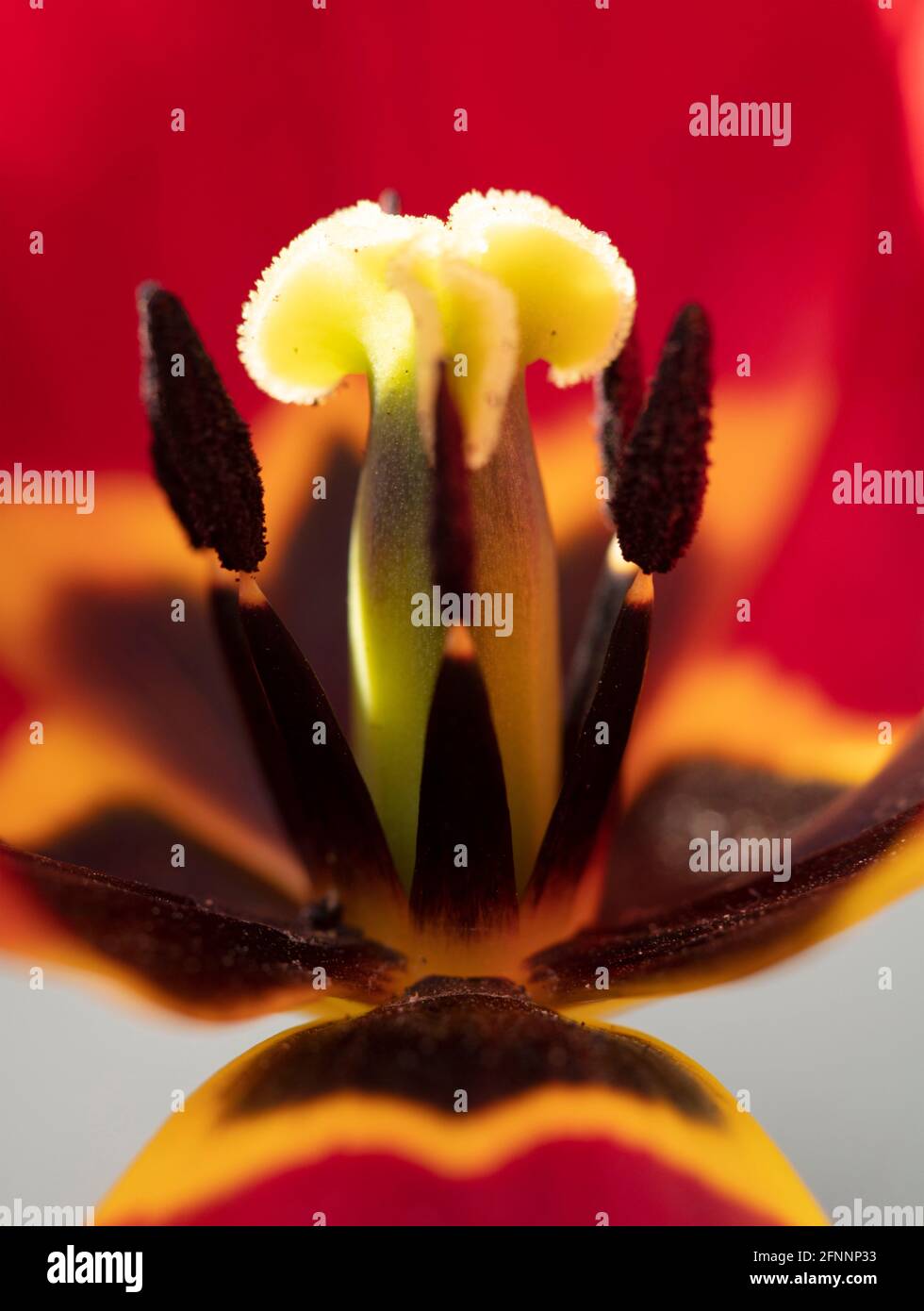 Macro photograph of tulip flower showing petals and reproductive organs ...