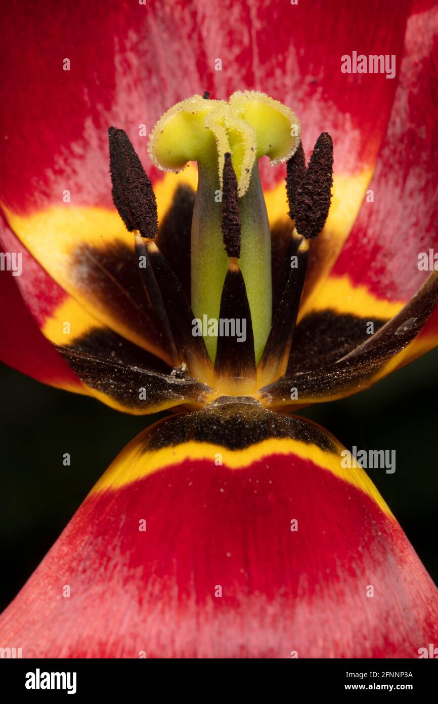 Macro photograph of tulip flower showing petals and reproductive organs ...